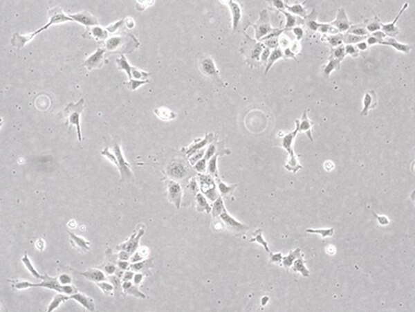 mEERL Mouse E6/E7/hRas Oropharynx Epithelial Luciferase Cell Line | SCC627